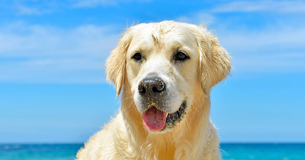 Pageant Dog · Dog Contest