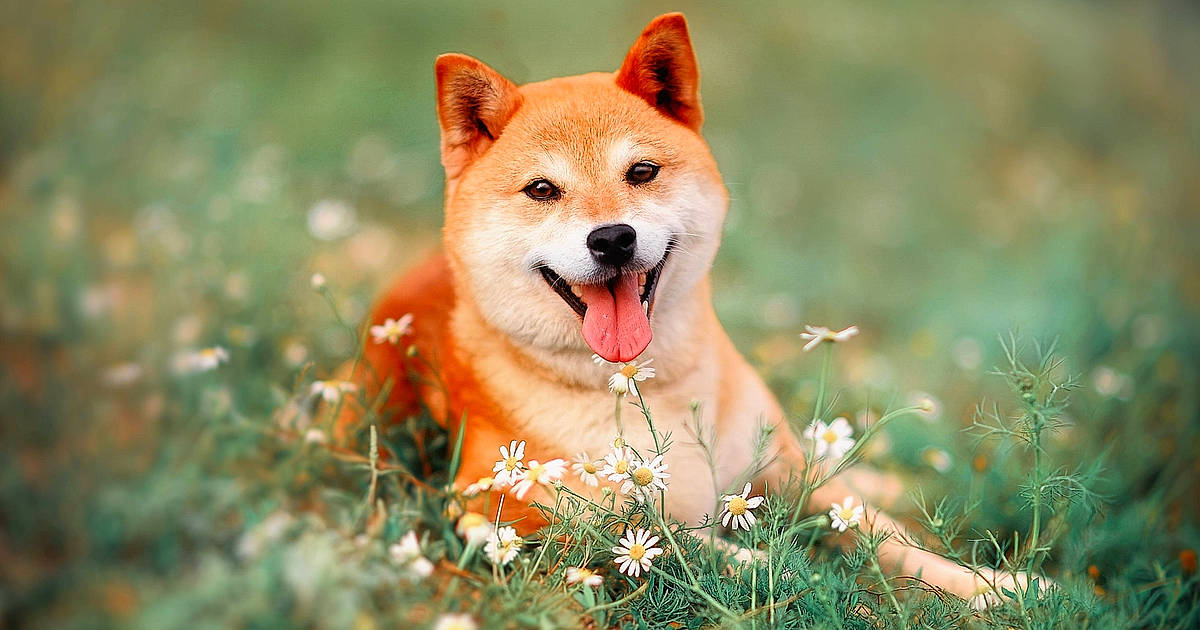 Pageant Dog · Dog Contest