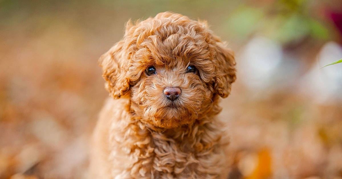 Pageant Dog · Dog Contest