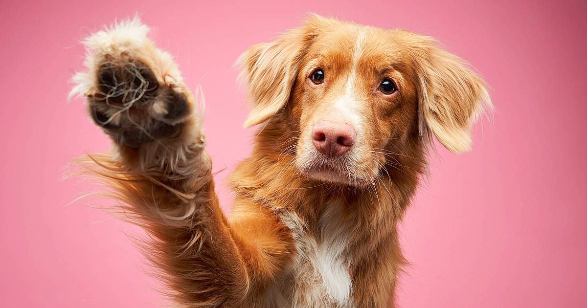 Pageant Dog · Dog Contest