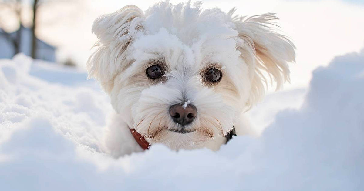 Pageant Dog · Dog Contest