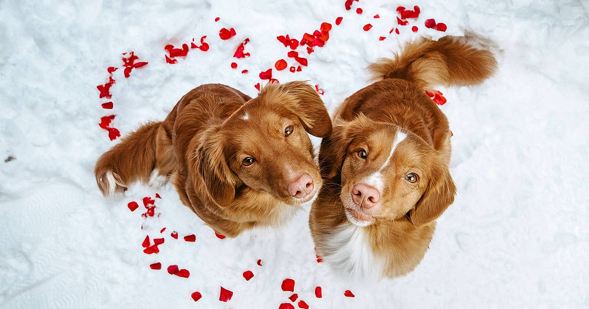 Pageant Dog · Dog Contest