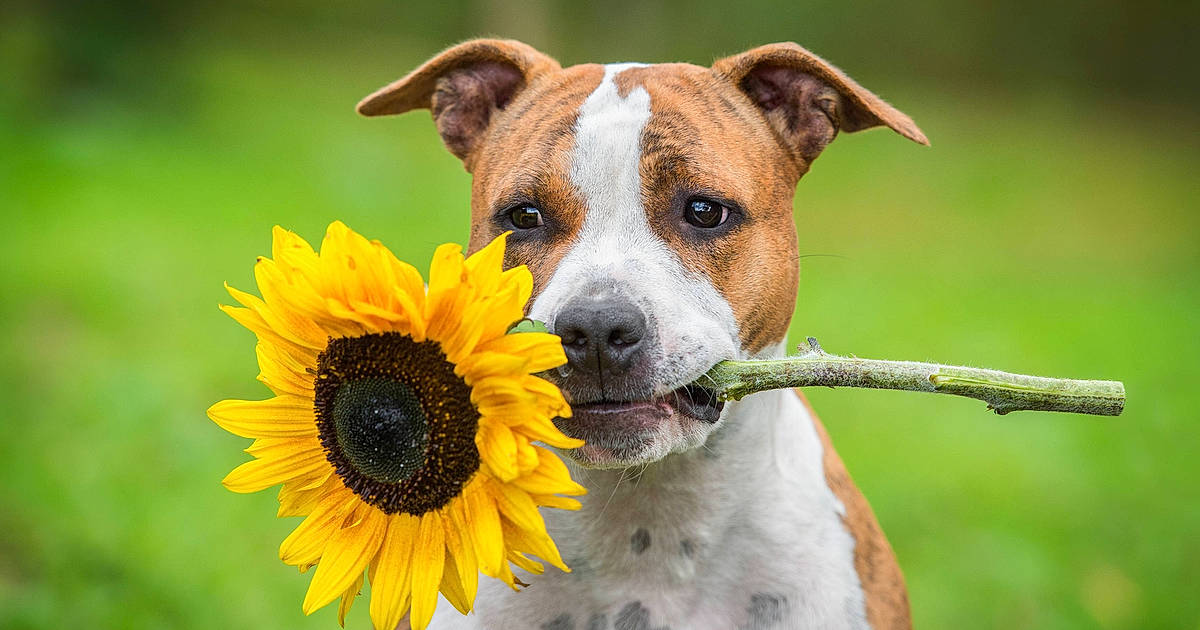 Pageant Dog · Dog Contest