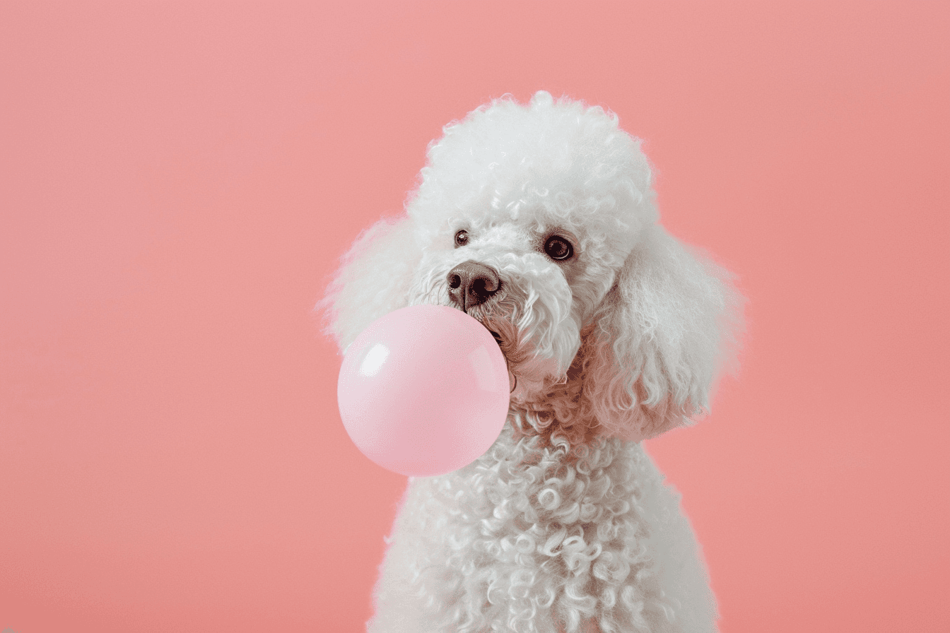 Dog Photo Contest · $50,000 in cash prizes to be won every month!