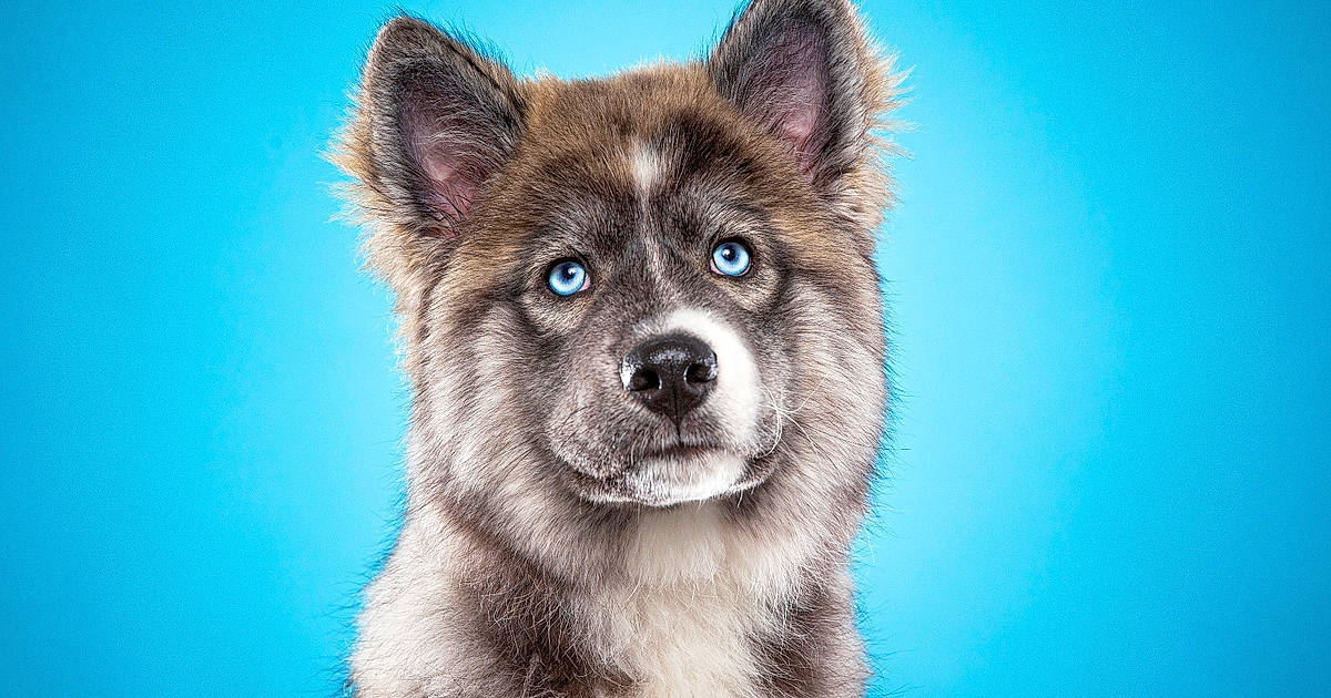 KingPet · Dog Contest