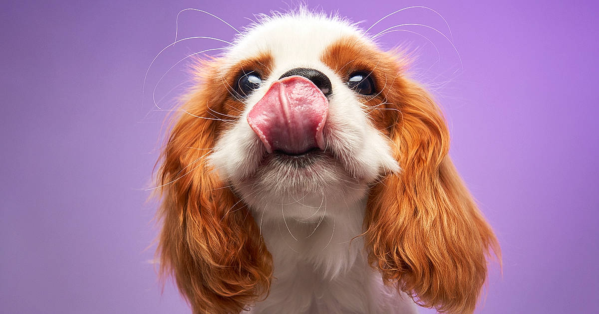 KingPet · Dog Contest