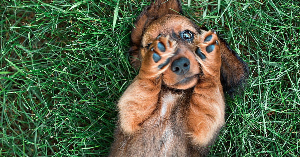 KingPet · Dog Contest