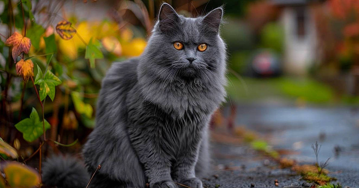 KingPet · Concours Chats