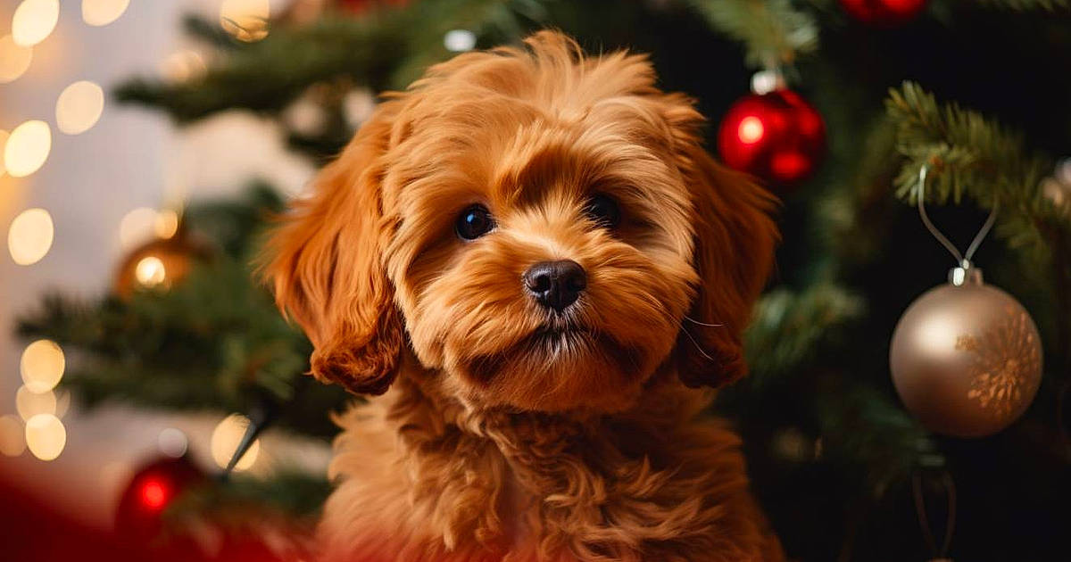 KingPet · Dog Contest