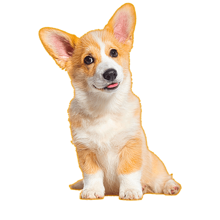 Toby: Dog name meaning, origin, personality and popularity