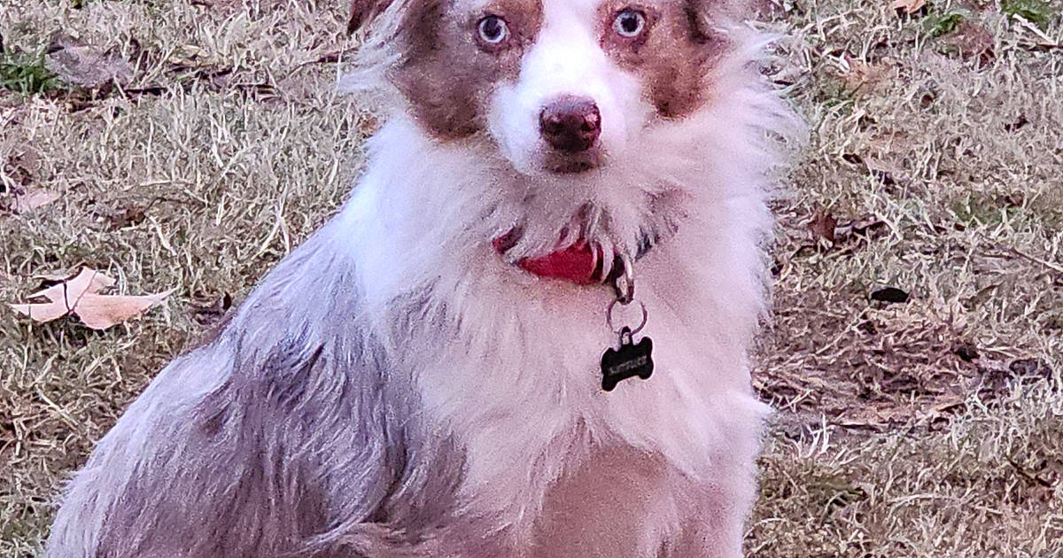 Maverick · Dog and Cat Photo Contest