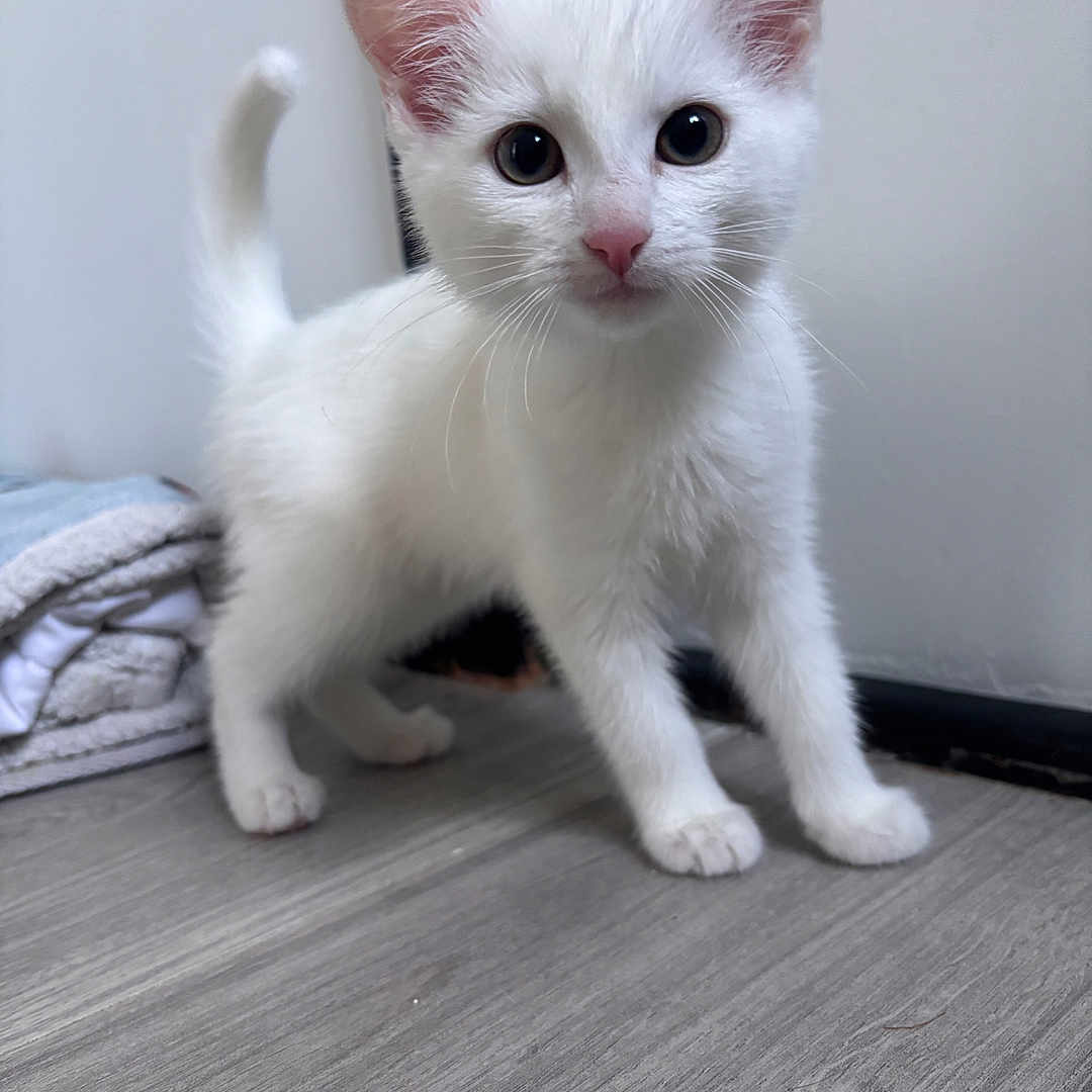 Turkish Angora: traits, characteristics, health