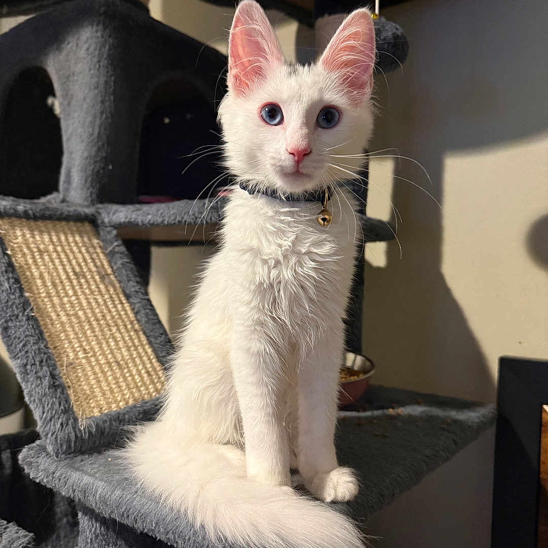 Turkish Angora: traits, characteristics, health