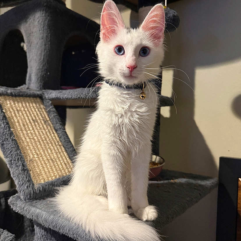 Turkish Angora: traits, characteristics, health