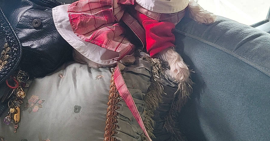 Support Lady Bella in Dog Photo Contest - Cash