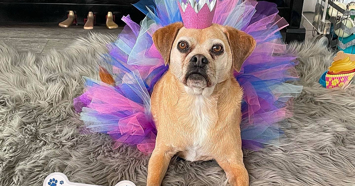 Skye · Dog Photo Contest · West Islip, NY