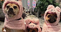 Jennifer G. · Dog Photo Contest · West Islip