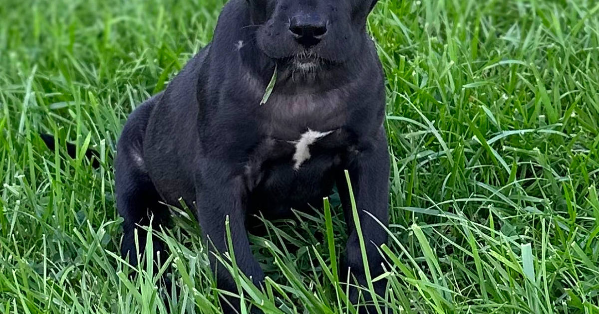 Support Duke from Fenwick in Baby Photo Contest - Cash Rewards