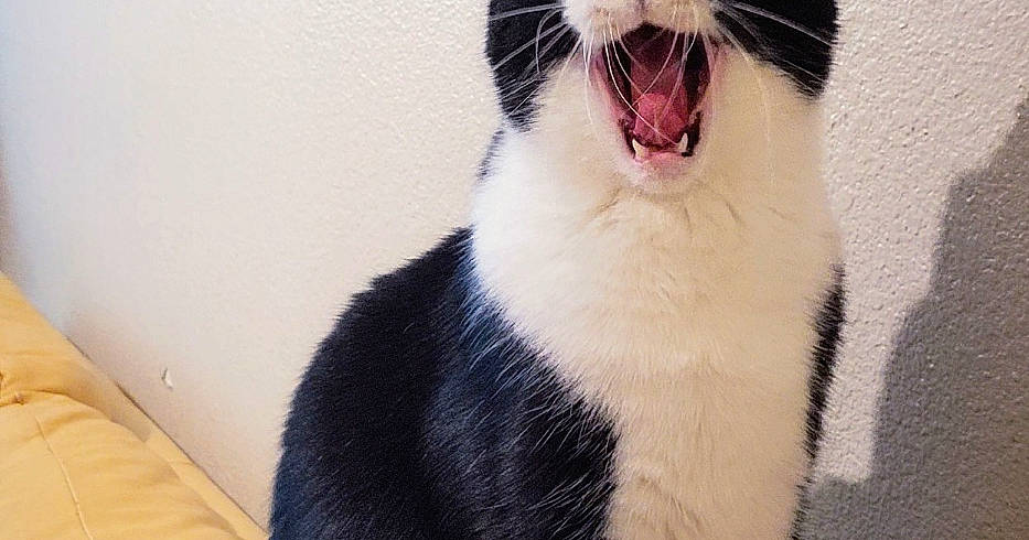 Vote Huahua from South Gate in Cutest Cat Contest - Win Prizes