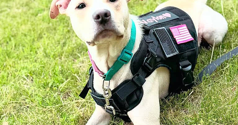 Waylon · Dog and Cat Photo Contest · Denver, NC