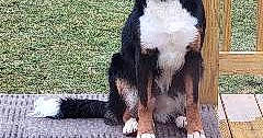 Denise K. · Dog Photo Contest · Wooster