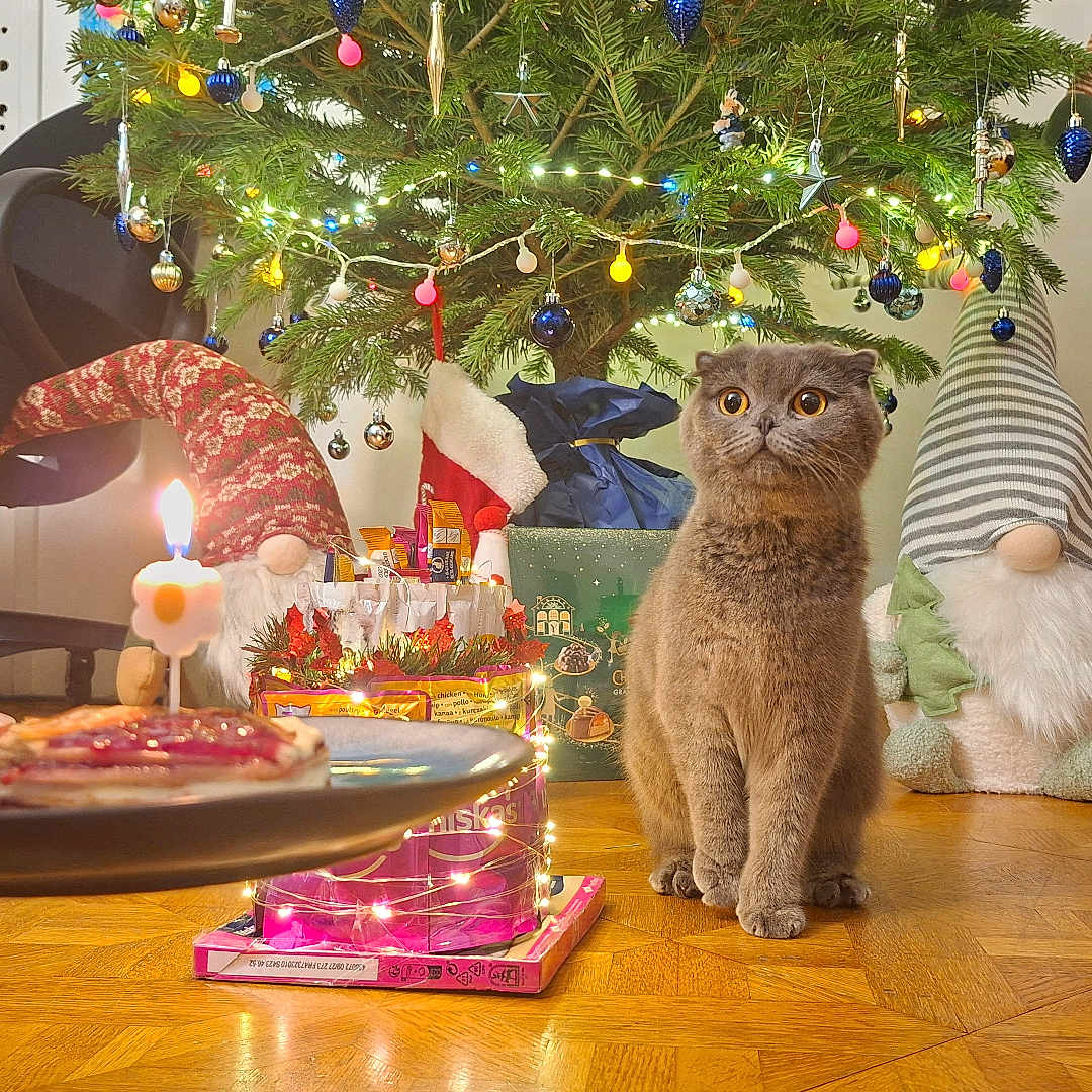 Soutenez Mei de Maisons-Alfort au Concours Chat - Cadreaux à gagner