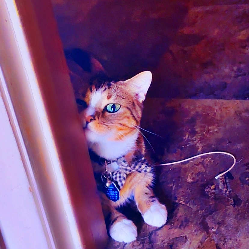 Sokoke: traits, characteristics, health