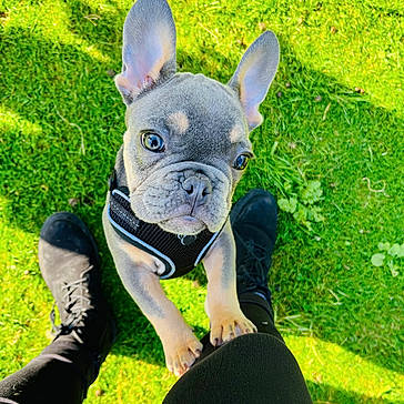 Pageant Dog: Dog Photo Contest