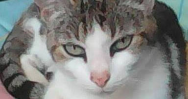 Christine Laporte · Concours Photo Chiens et Chats