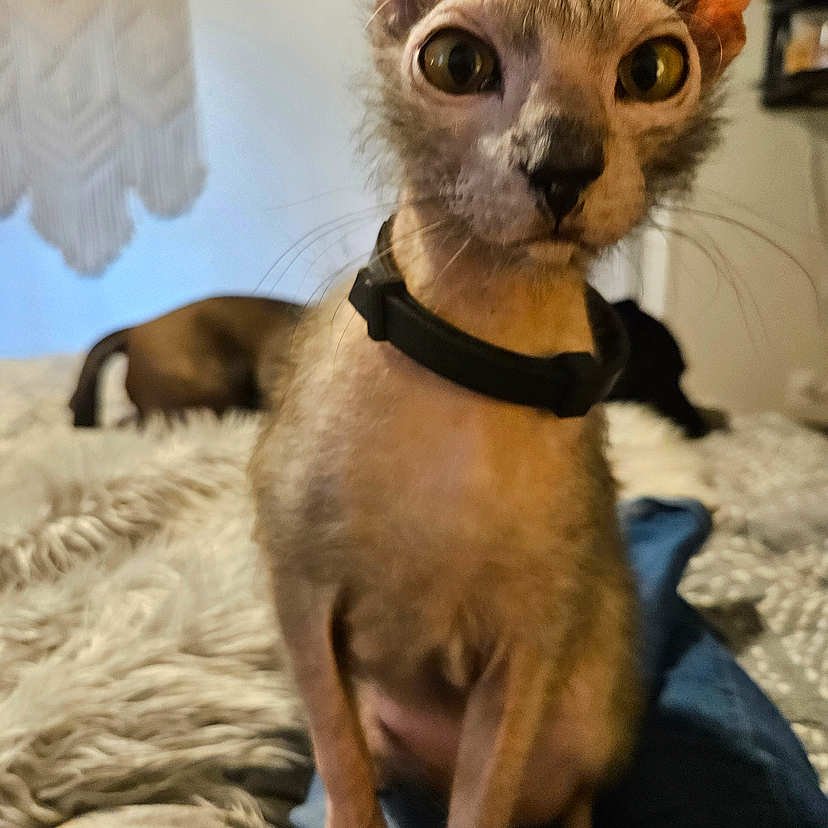 Lykoi: traits, characteristics, health