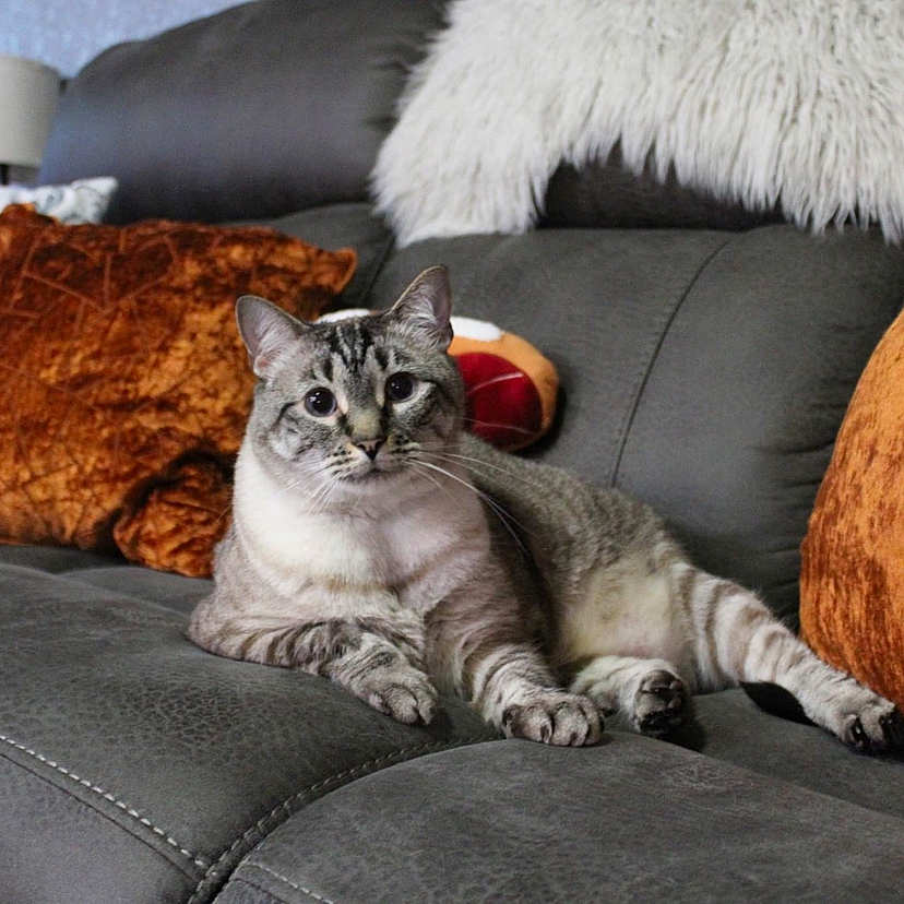 Domestic Lynx: traits, characteristics, health