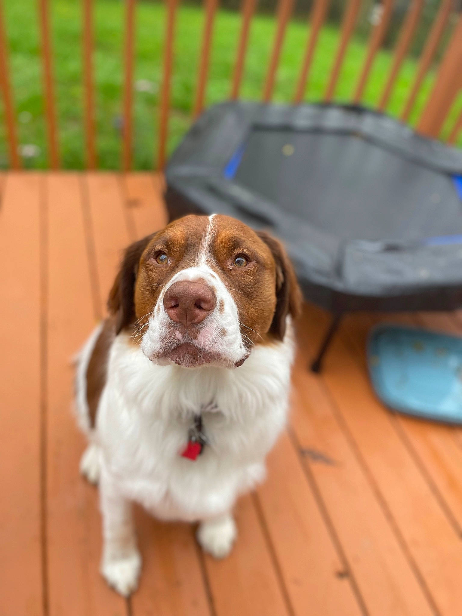 Ted · Dog Photo Contest