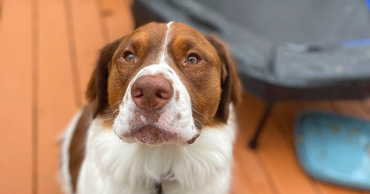 Ted · Dog Photo Contest
