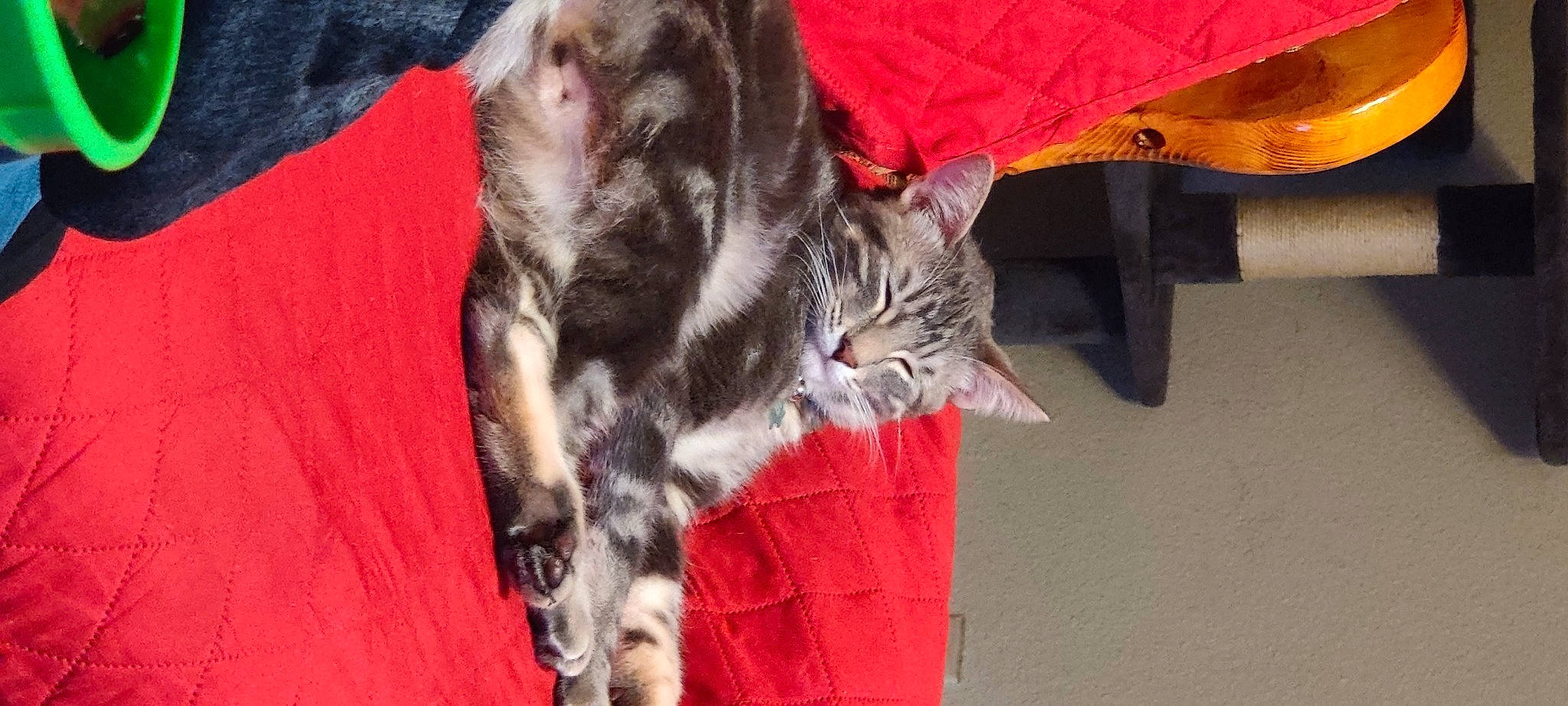 Lucifer · Dog and Cat Photo Contest · Inglewood, CA