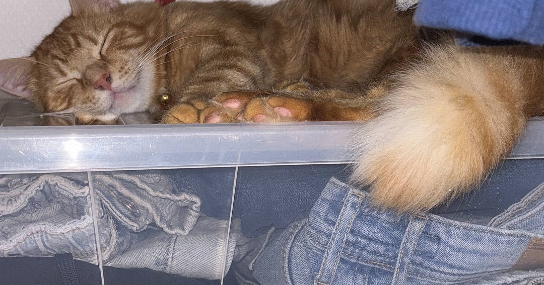 Soutenez Garfield de Paris au Concours Chat - Cadreaux à gagner