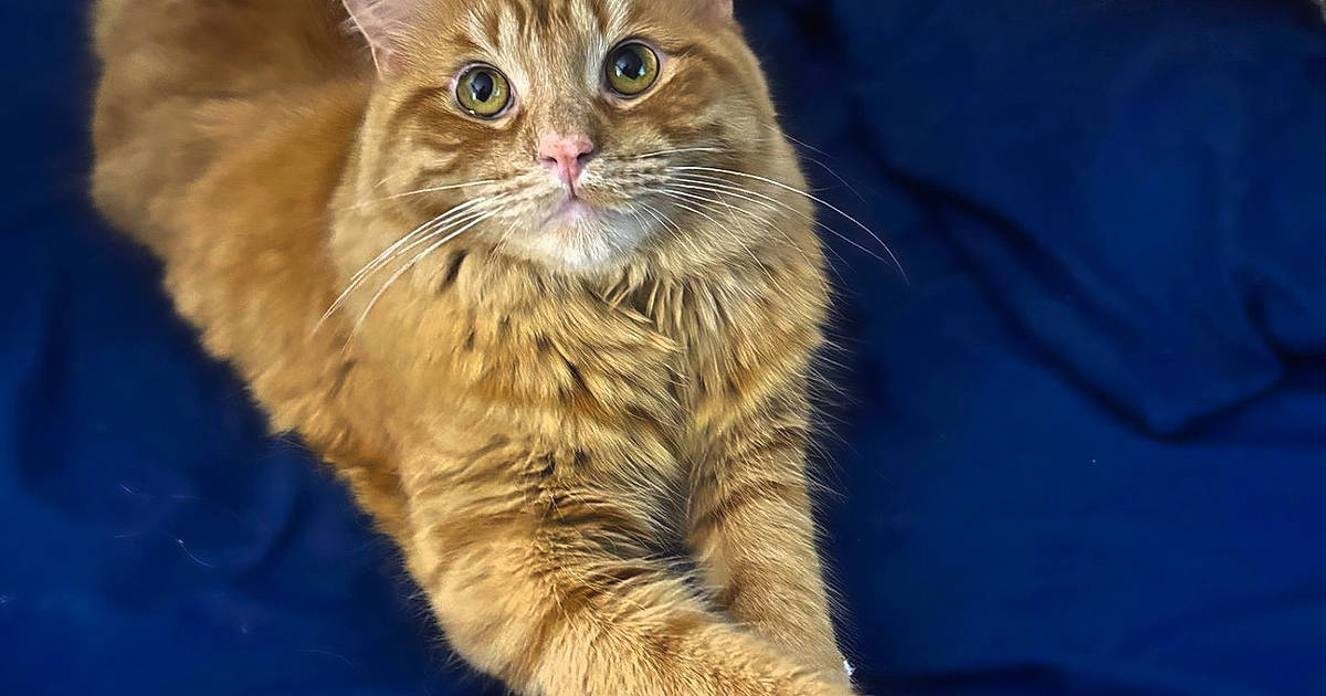 Support Garfy from Dearborn in Cat Photo Contest - Cash