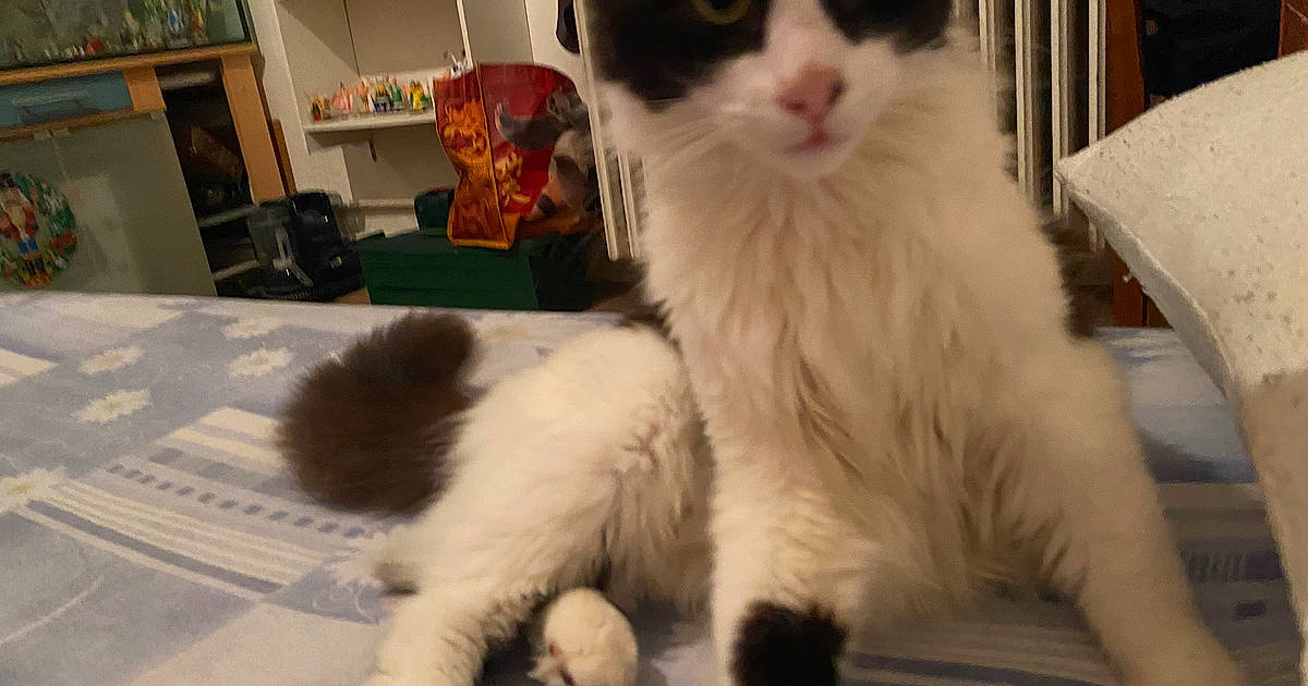 Soutenez Vaillant de Soissons au Concours Chat - Cadreaux à gagner