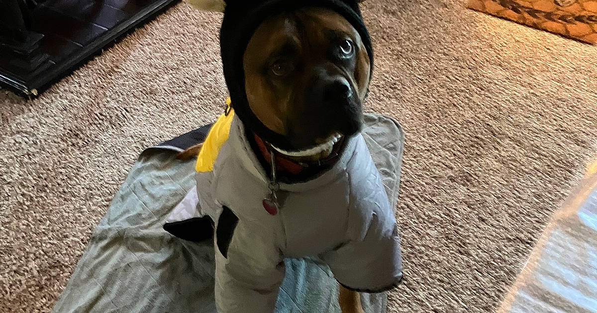 Bruno · Dog and Cat Photo Contest