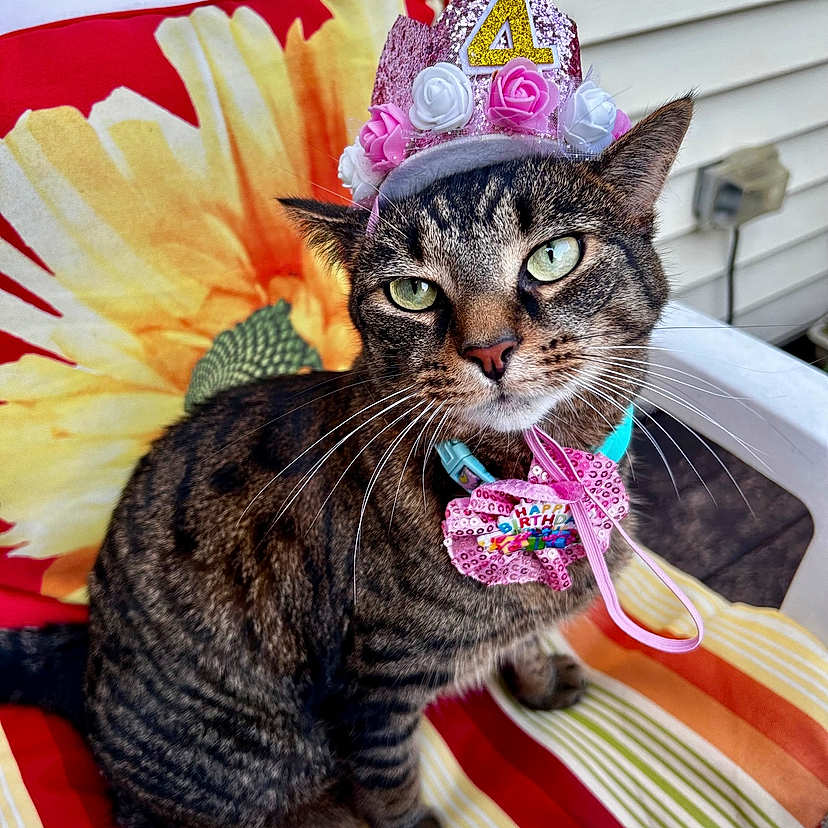 Tabby: traits, characteristics, health