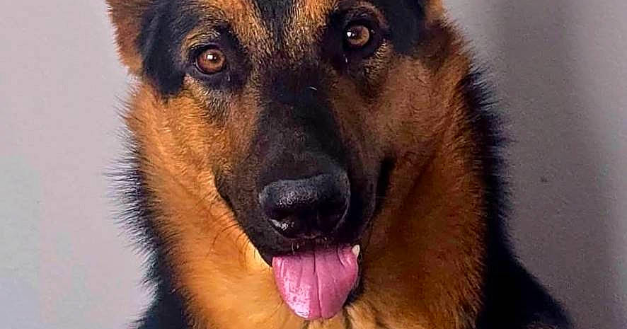 Support Hondo in Dog Photo Contest - Cash
