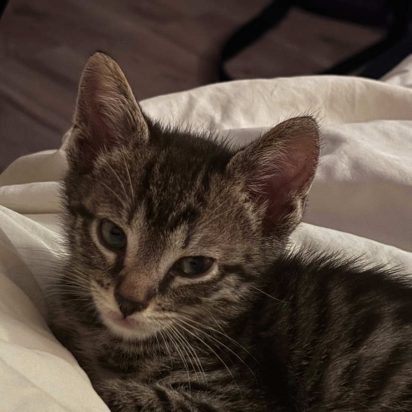 Tabby: traits, characteristics, health