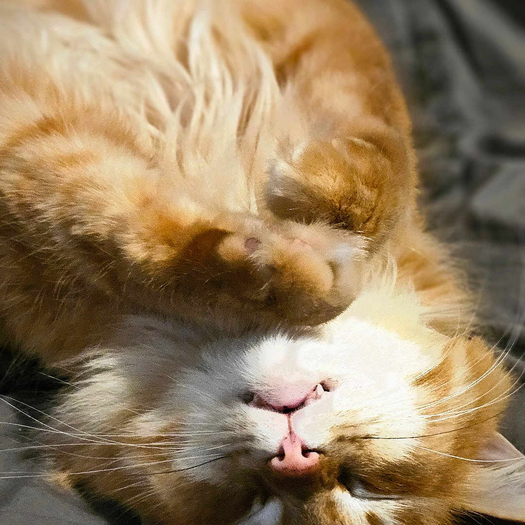 Tabby: traits, characteristics, health