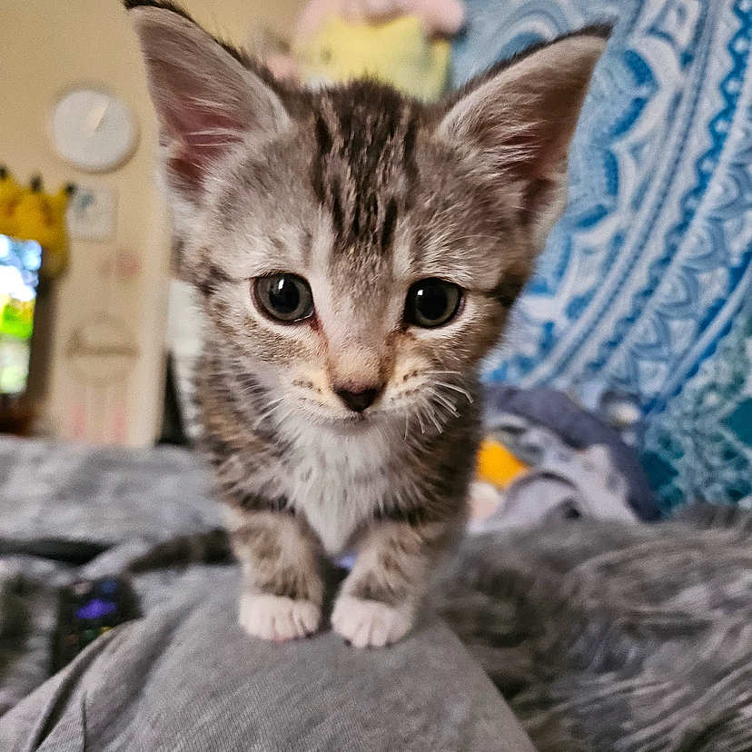 Tabby: traits, characteristics, health