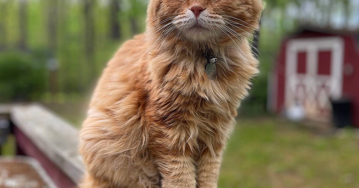 Pumpkin · Dog and Cat Photo Contest · Bumpass, VA