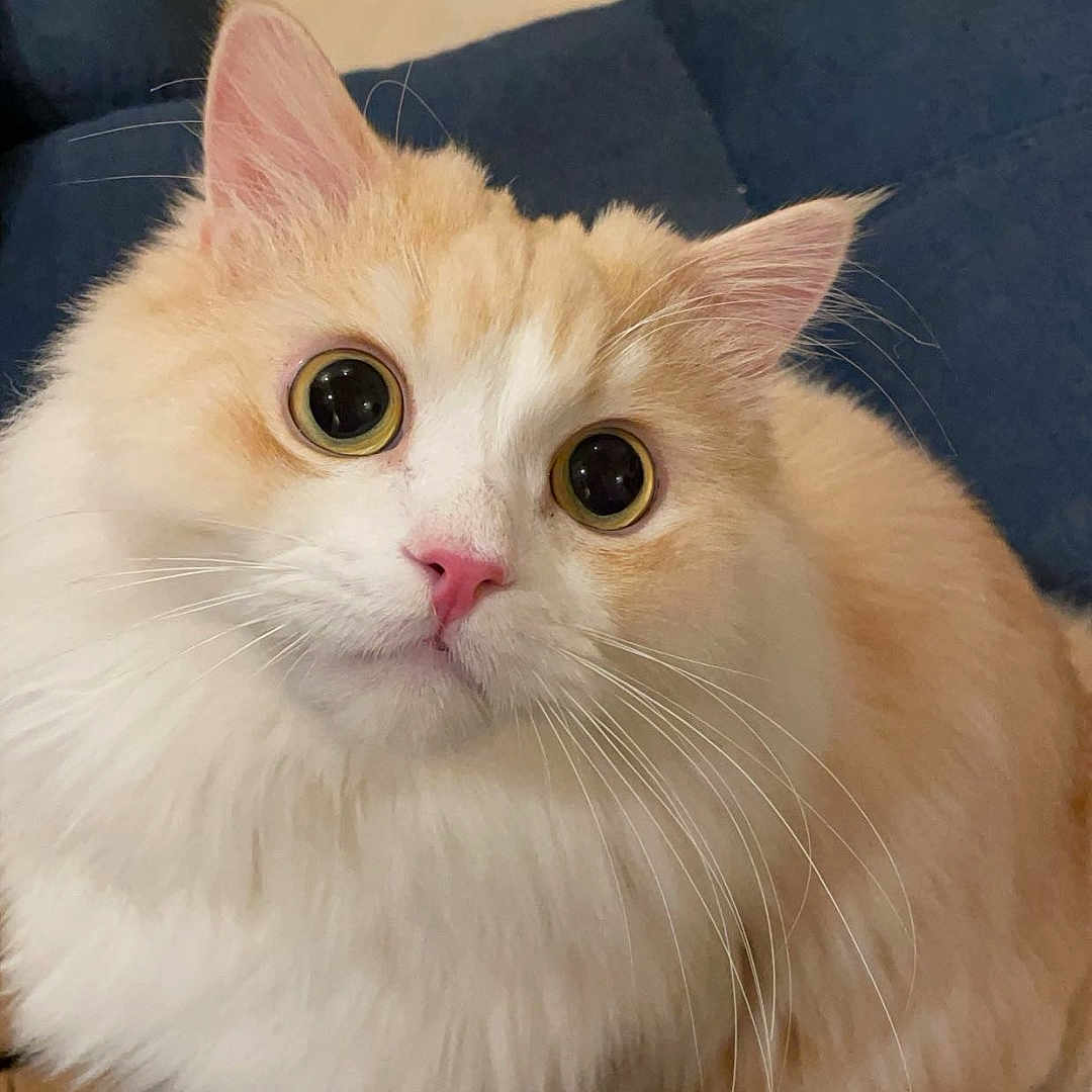 Turkish Angora: traits, characteristics, health
