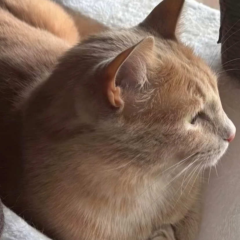 Tabby: traits, characteristics, health