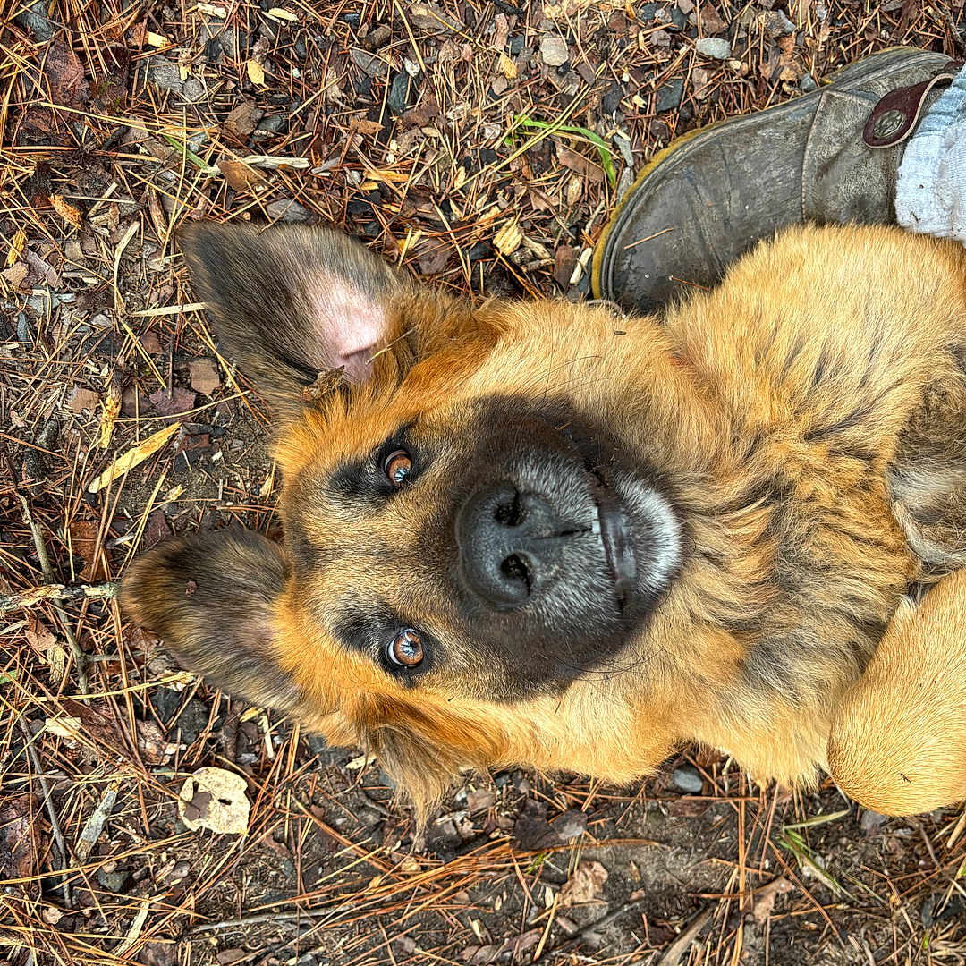 Leonberger: traits, characteristics, health
