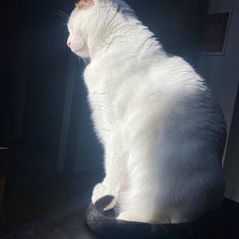 Tabby: traits, characteristics, health