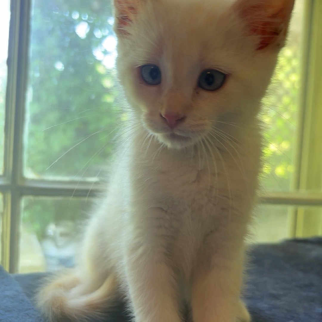 Turkish Angora: traits, characteristics, health