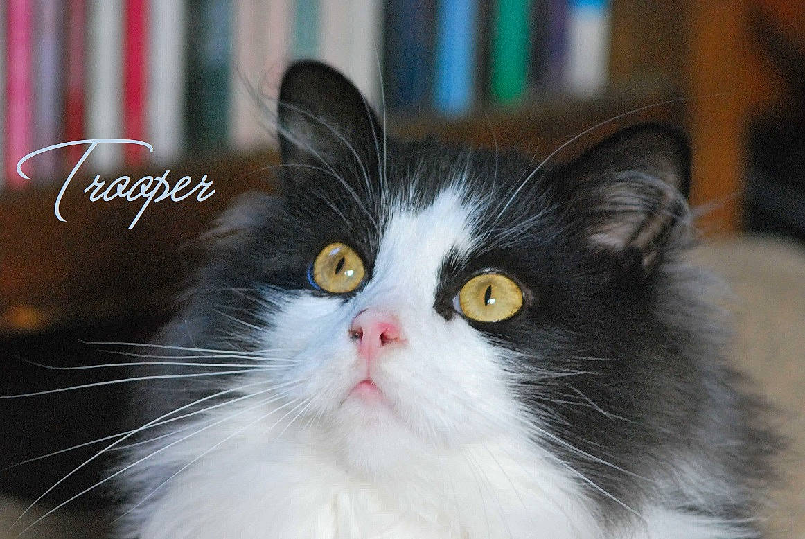 Vote Trooper The Handicapped Kitten from Lehighton in Cutest Cat ...